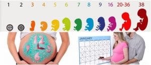 Fecha Probable de Parto: Descubre Varias Maneras de Calcular Ese Día ...