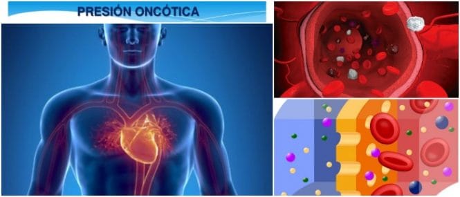 Presión Oncótica: Definición, Medidas en el Sistema Circulatorio ...