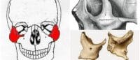 Hueso Cigomatico: Función, Consideraciones Médicas y Evolución del Arco ...