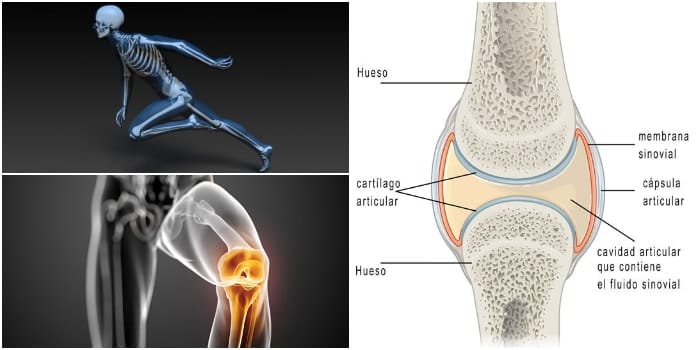 Diartrosis – Función Articular: Tipos y Ejemplos – Arriba Salud