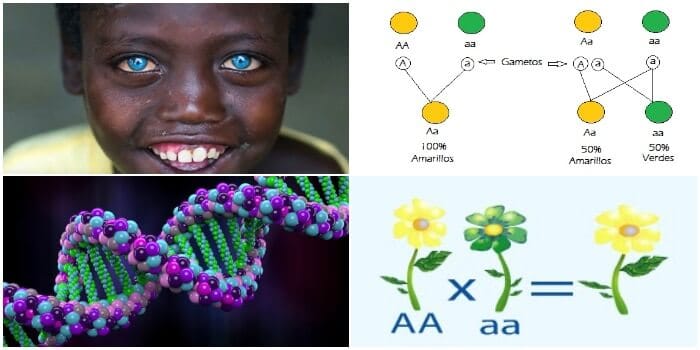 Homocigoto y Heterocigoto: Definición, Ejemplo en Humanos y Diferencias ...
