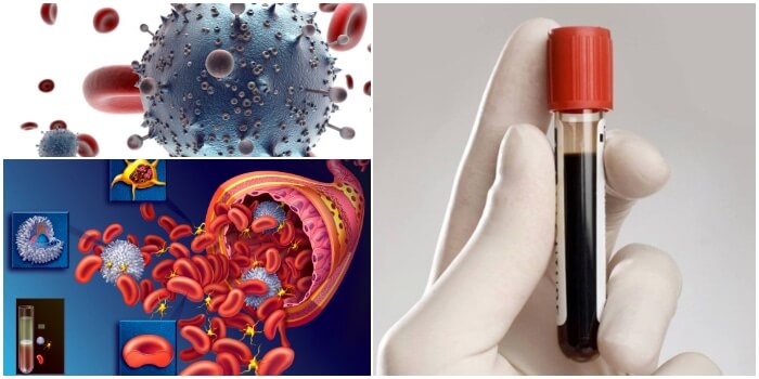 Gamaglobulina: Definición, Estructura, Clases y Subclases