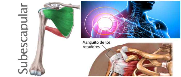 Subescapular: Origen, Punto de Inserción, Lesiones, Síntomas ...