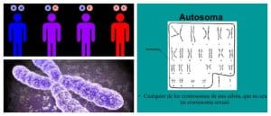 Autosoma: Definición, Función, Ejemplos, Cromosomas y Términos Biológicos