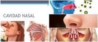 Cavidad Nasal: Anatomía, Fisiología, Estructura, Función y Condiciones ...