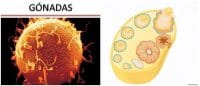 Gonadas: ¿Qué Son? Hormonas Sexuales, Glándulas, Desarrollo, Estrógeno ...