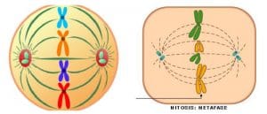 Metafase: ¿Qué Es? Función En La Mitosis, Función En La Meiosis y Fases ...