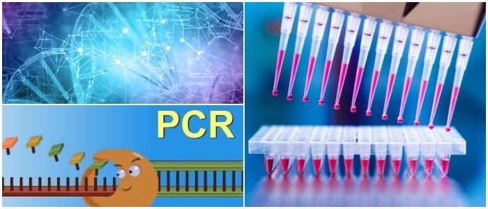 Reacción En Cadena De La Polimerasa: ¿Qué Es? ¿Cómo funciona? y Etapas ...