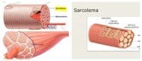 Sarcolema: Importancia, Estructura, Función, Características e ...