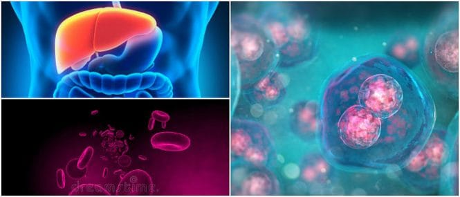 Células De Kupffer: ¿Qué Son? Funciones, Desarrollo y Anatomía