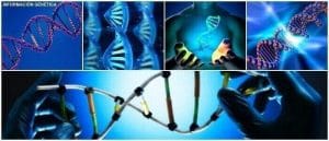 Información Genética: ¿Qué es? Cromosomas, Genes, Usos y Secuencias