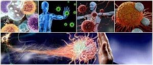 Interleucinas: Definición, Función, Historia y Familias Comunes de ...