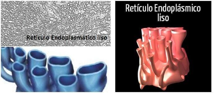 Retículo Endoplasmatico Liso: Definición, Estructura y Funciones De ...