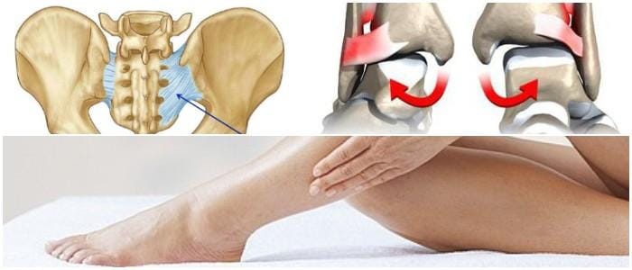 Sindesmosis: Definición, Articulaciones Fibrosas, Estructura y Funciones