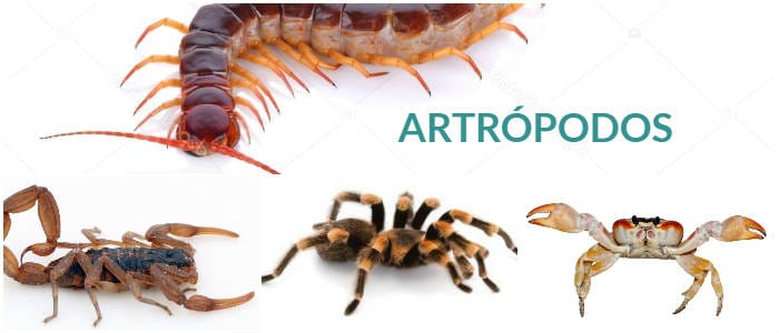 Artrópodos: Definición, Características, Reproducción y Clasificación