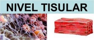 Nivel Tisular: ¿Qué es? Historia del Concepto, Tipos de Tejidos y ...