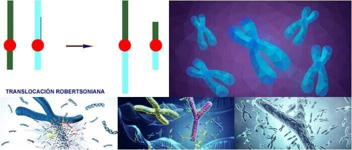 Translocación Cromosómica: Definición, Causas, Historia, Síntomas ...