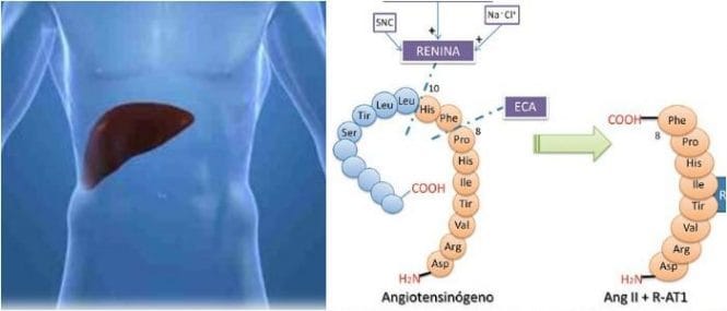 Angiotensinógeno: Definición, Mecanismo, Estructura y Función de la ...