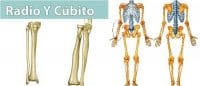 Cubito y Radio: Función, Estructura, Desarrollo, Significación Clínica ...