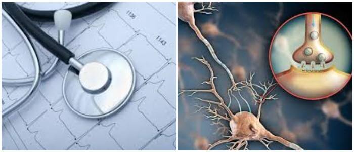 Parasimpático: Definición, Anatomía, Función, Diferencias y Tratamiento ...