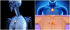 Timo: Definición, Morfología, Desarrollo, Involución, Funciones ...