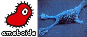 Ameboide: Definición, Características, Ejemplos, Forma y Modalidades ...