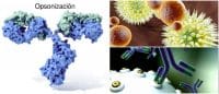Opsonización: Definición, Importancia, Problemas Asociados y Sustancias ...