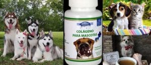Conozca Estos 5 Beneficios del Colágeno Para Perros y Otras Mascotas ...