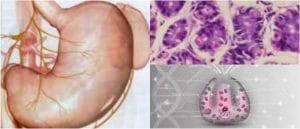 Células Parietales: Definición, Función y Fisiología de Éstas Células ...